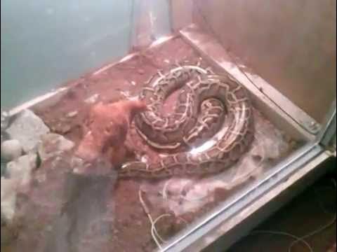 burmese python eats chicken - YouTube