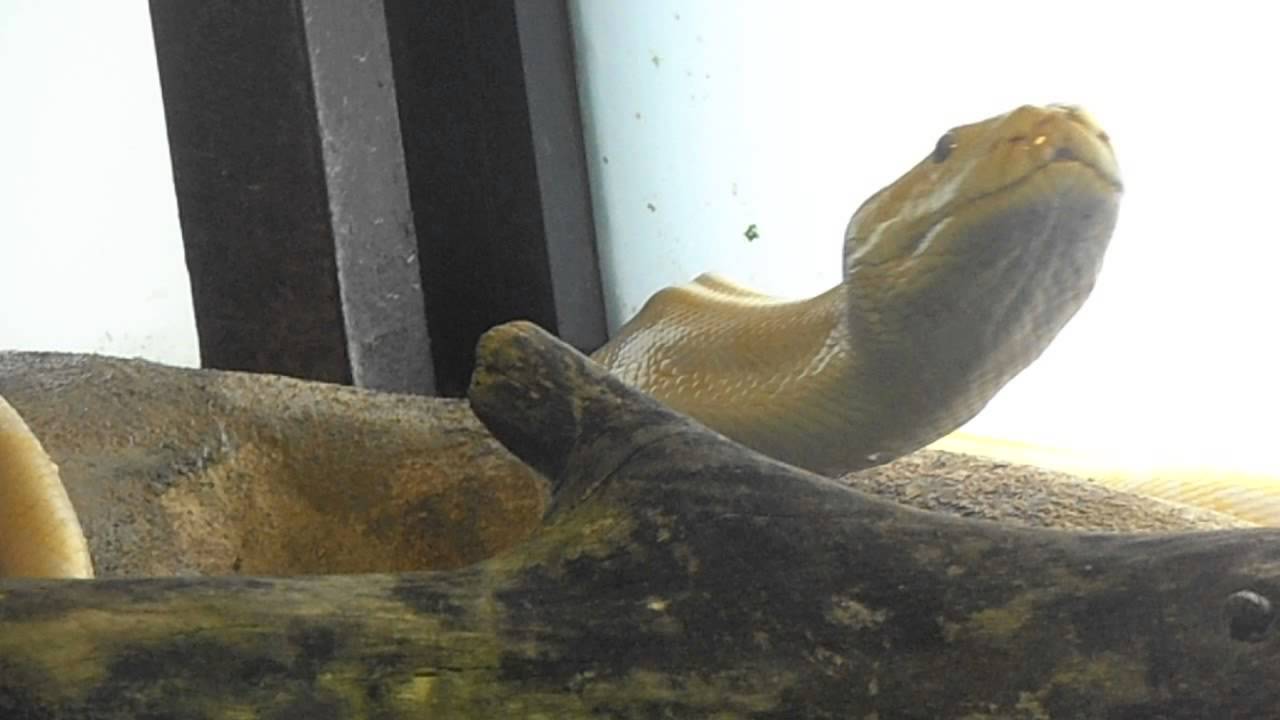 Pitón india amarilla: Phyton molurus - YouTube