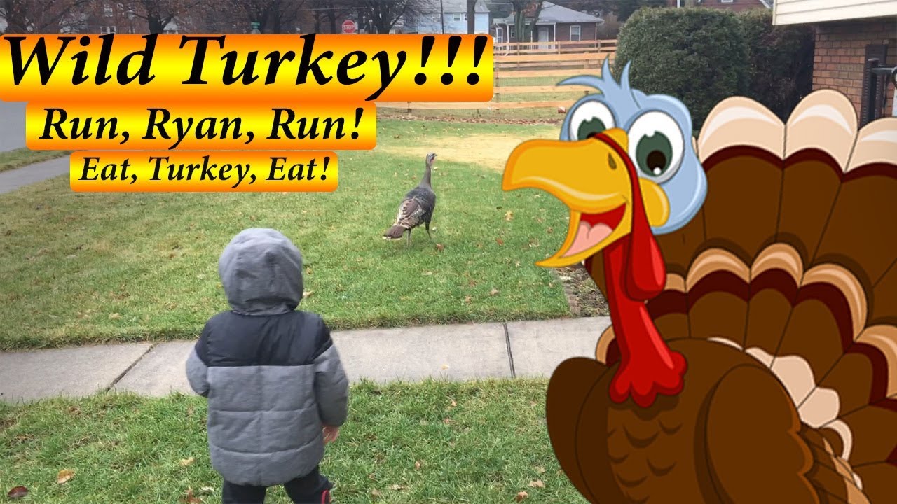 Thanksgiving Time! Ryan Trying to Feed a Wild Turkey! - YouTube