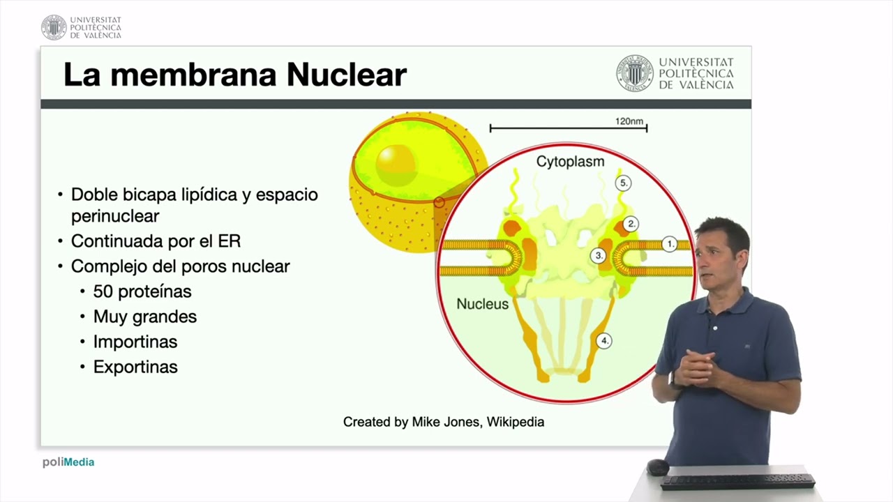Nucleoplasma Estructura Histoweb