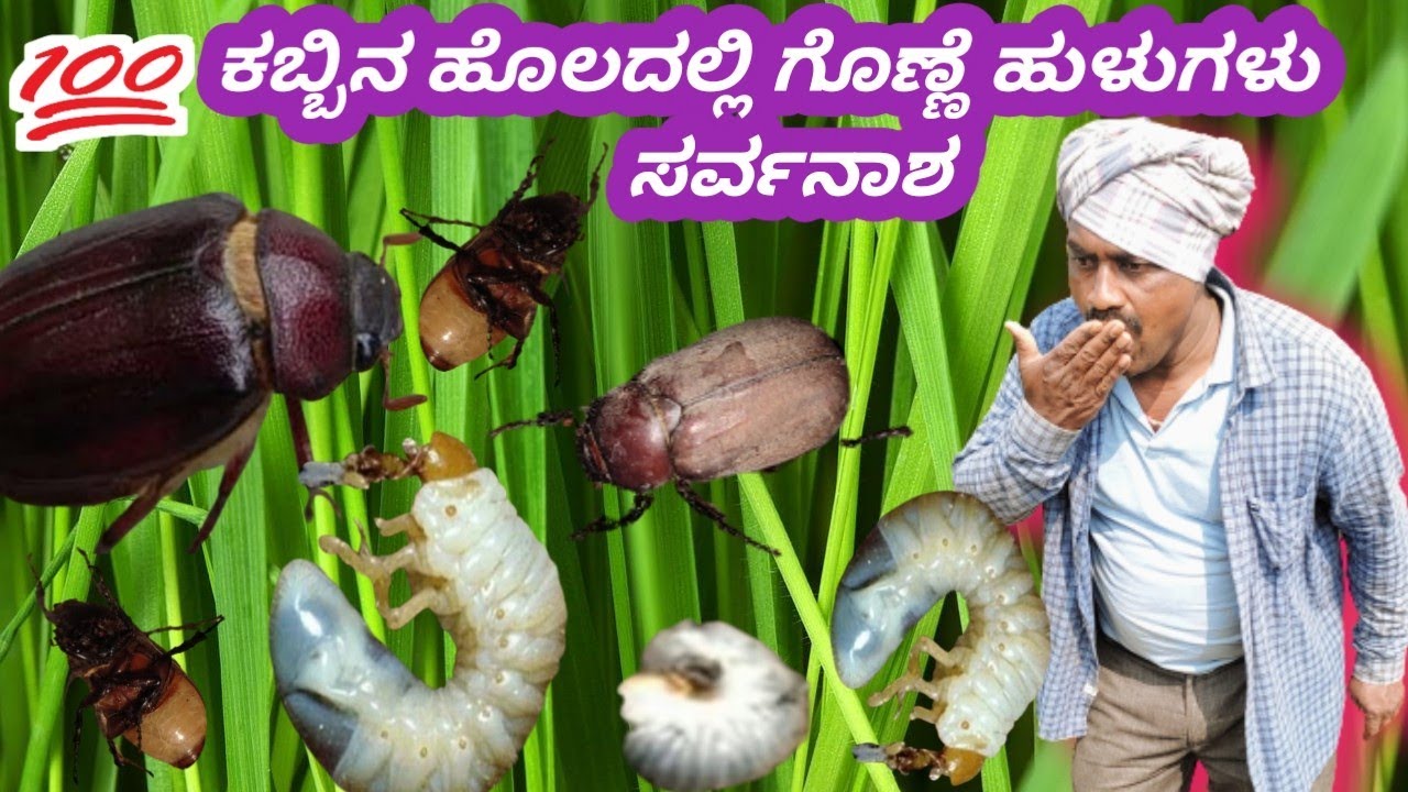 Kabbin Holadalli Gonne Hulu Sarvanasha || Pest Control in sugarcane 💥 ...