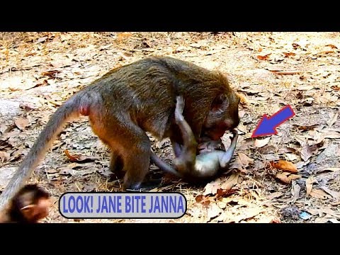 UNBELIEVABLE! || JANE BITE BABY JANNA, SHE BORE BABY JANNA BECAUSE JANE ...