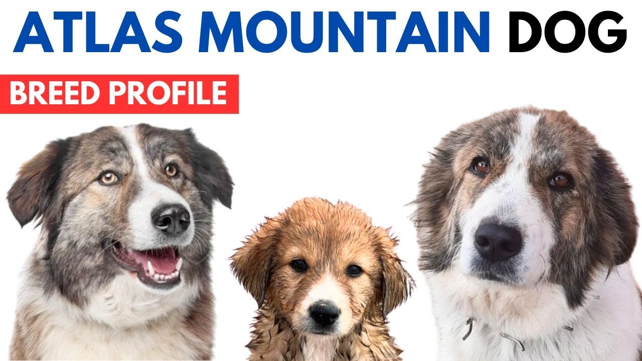 Atlas Mountain Dog Breed Profile History - Price - Traits - Aidi Dog ...