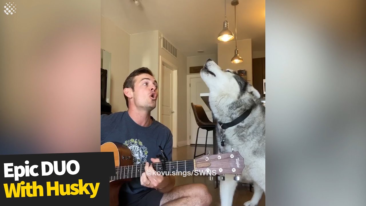 Musician performs an EPIC duet with his husky | Singing Husky - YouTube