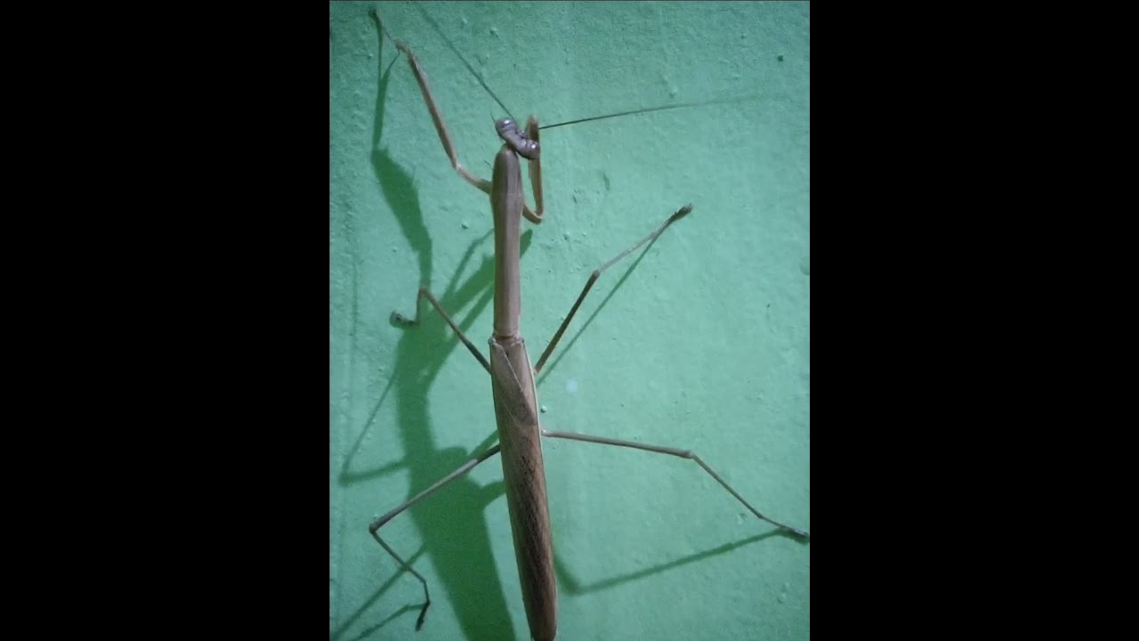 Praying Mantis Dance🤭😅 - YouTube