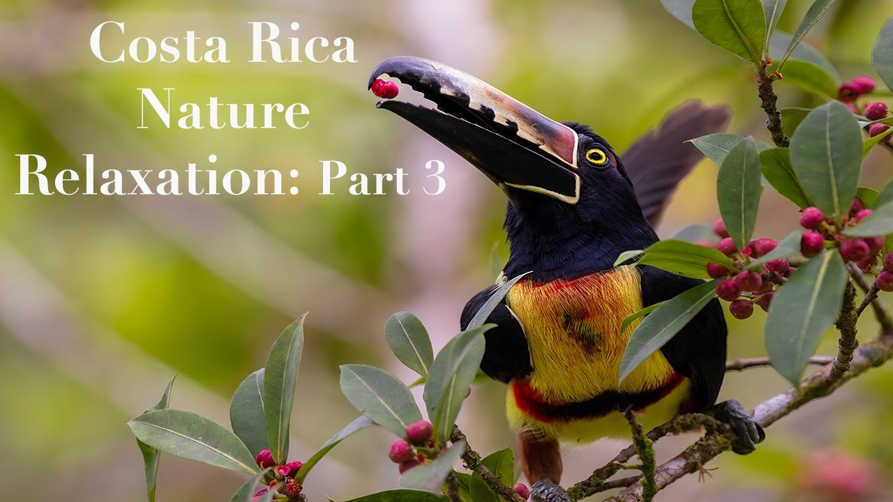 Costa Rica Nature Relaxation: Part 3 - YouTube