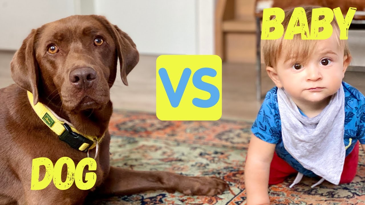 Dog Vs Baby Funny Reactions :) - YouTube