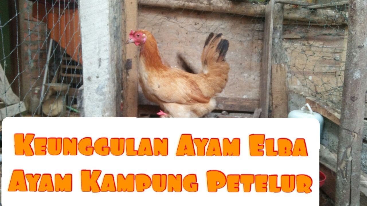 Keunggulan Ayam Elba Jenis Ayam Kampung Petelur - YouTube