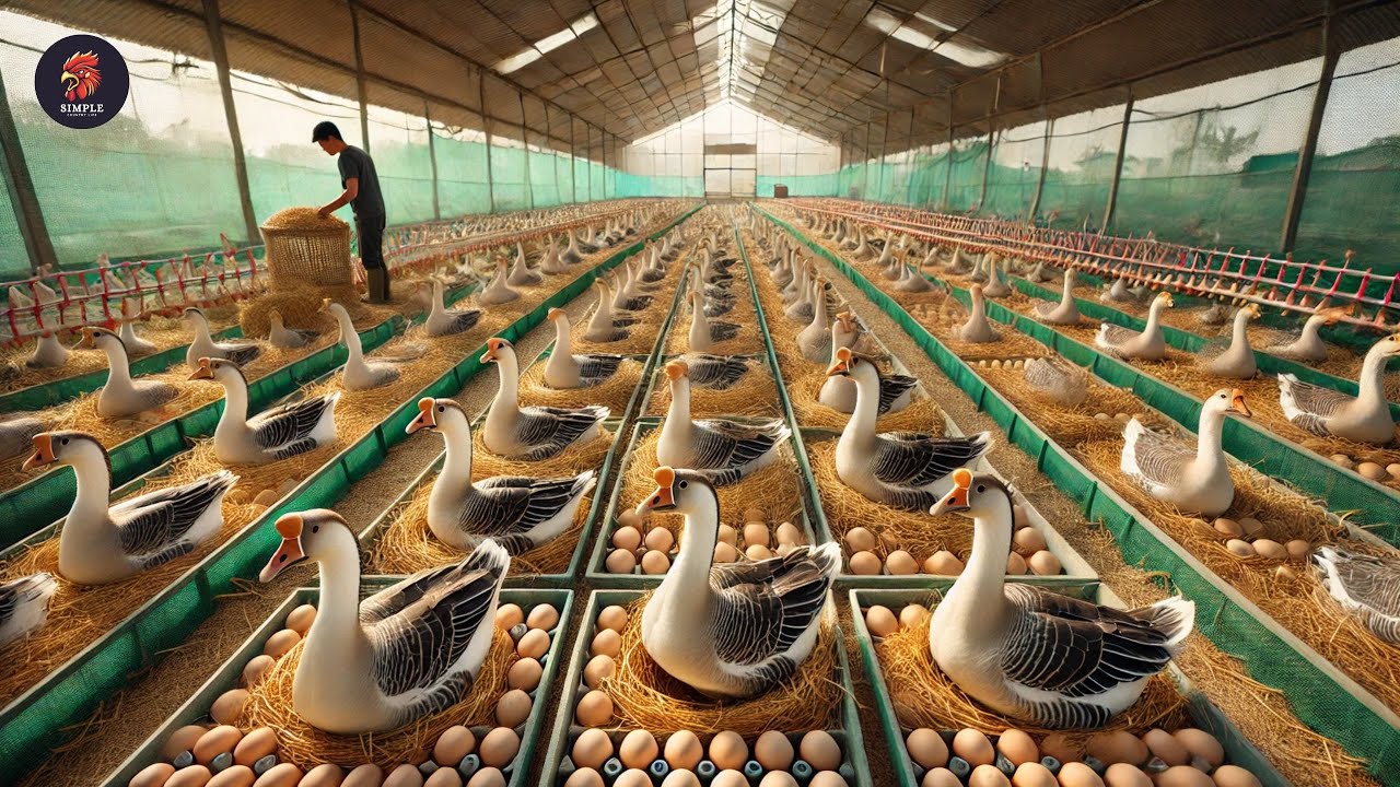 How Millions of Lionhead Geese Are Raised in China? | Goose Egg Farming ...