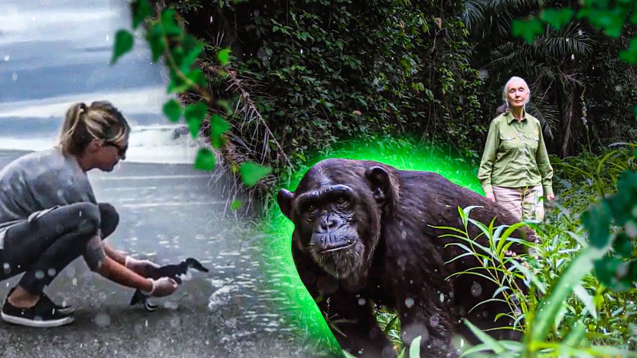 Gyvūnai, kurie pirmą kartą išvydo laisvę - YouTube