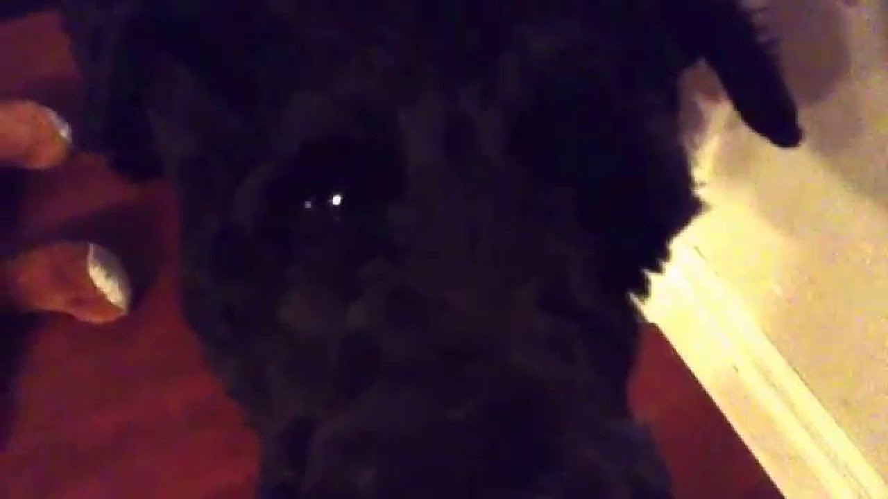 My first dog yeah - YouTube