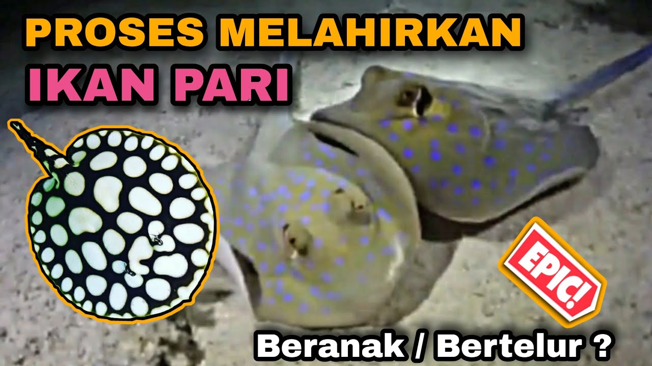 Proses Ikan Pari Melahirkan | How To Make A Baby Fish Pari - YouTube