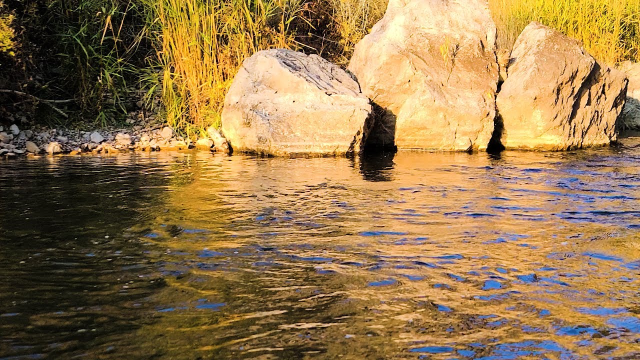 Trout Logan River Oct 4, 2020 - YouTube