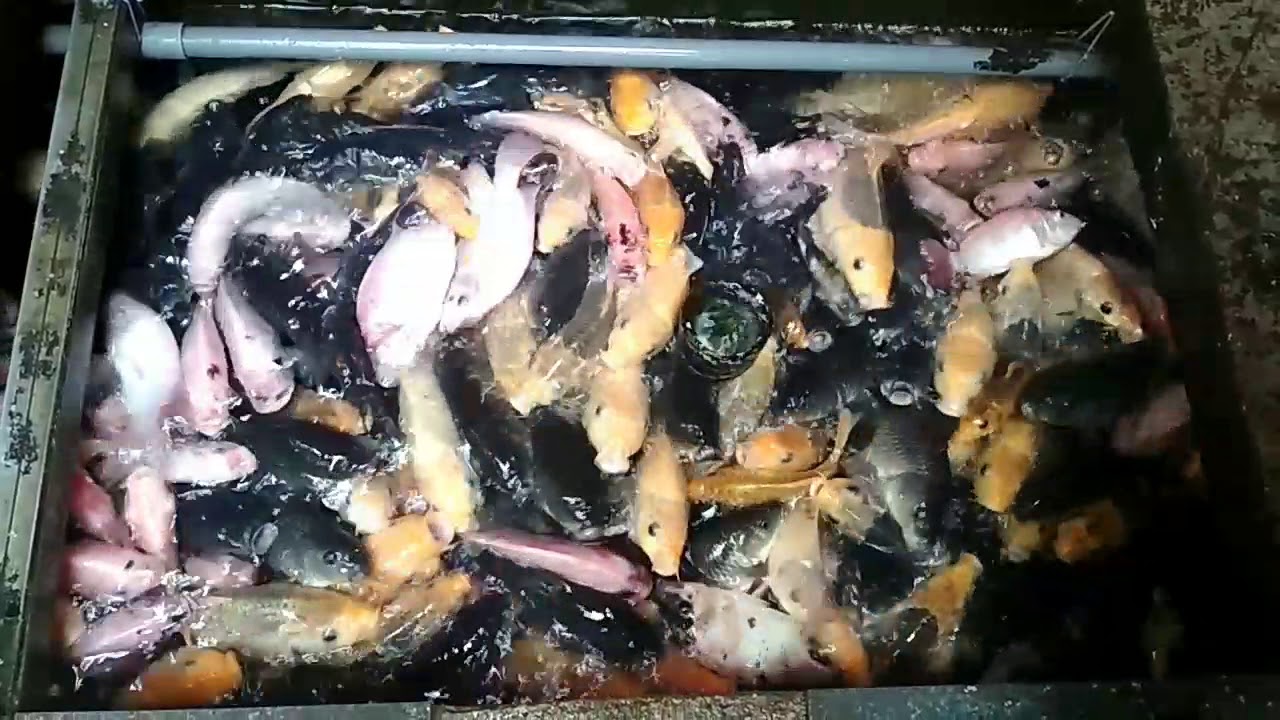 Hungry Big Fish || Ikan Besar Kelaparan, Azka memberi makan ikan di ...