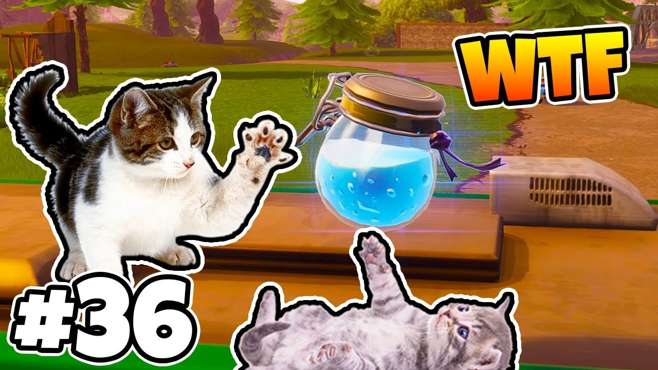 CAT PLAYS FORTNITE ?!!...Daily Fortnite Awesome Moments #36 - YouTube