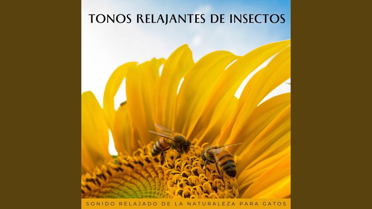 Sueños Felinos De Insectos - YouTube Music