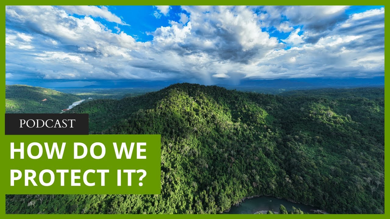 Everything you need to know to save the Amazon - YouTube