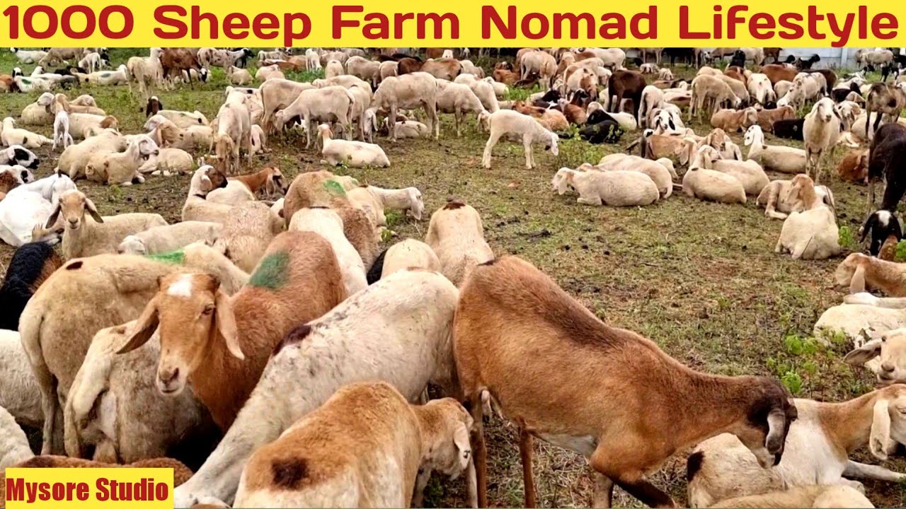 1000 Sheep Farm Nomad Livestock Sheep Farm | Natti Kuri sakanike - YouTube