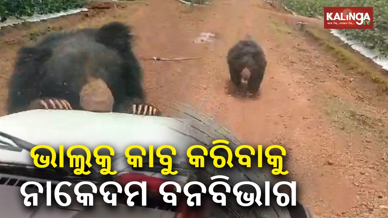 Bear roaming in private farm house, Forest Dept officials trying catch ...