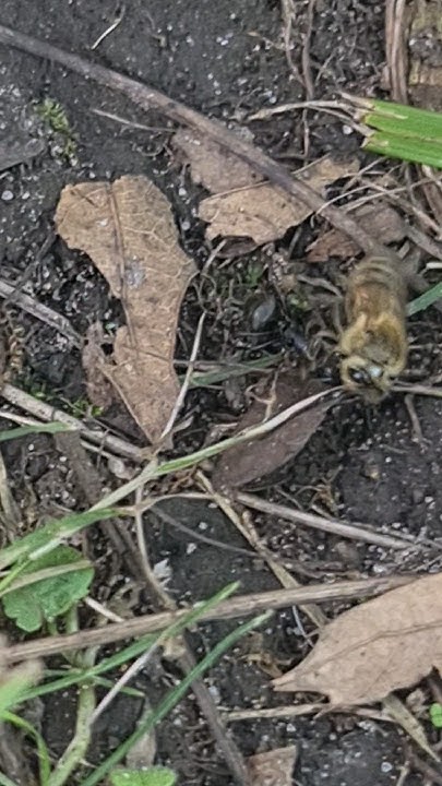 Ant vs bee. who will win? - YouTube