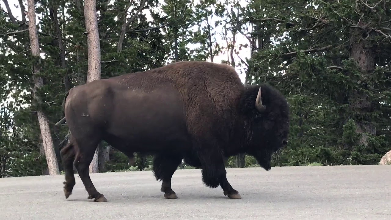Yellowstone National Park - Bison Walking Down the Road Blocking ...