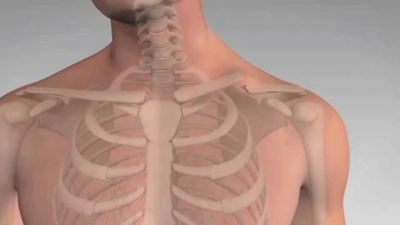 Acumed Locking Superior Midshaft and Anterior Clavicle Plates Surgical ...