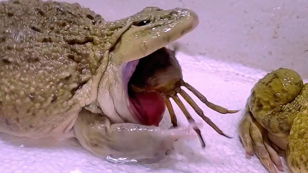 Big Bullfrog Eats Big Crab! Asian Bullfrog Live Feeding - YouTube
