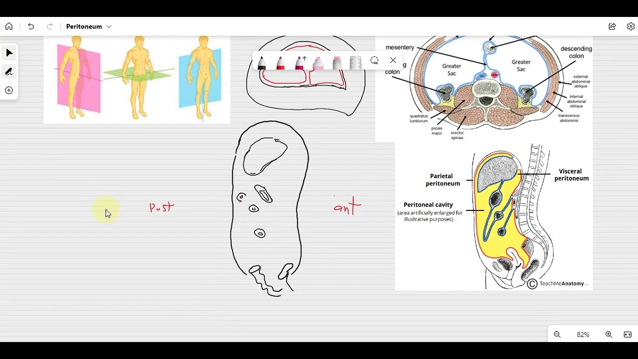 anatomy of peritoneum part 1 - YouTube