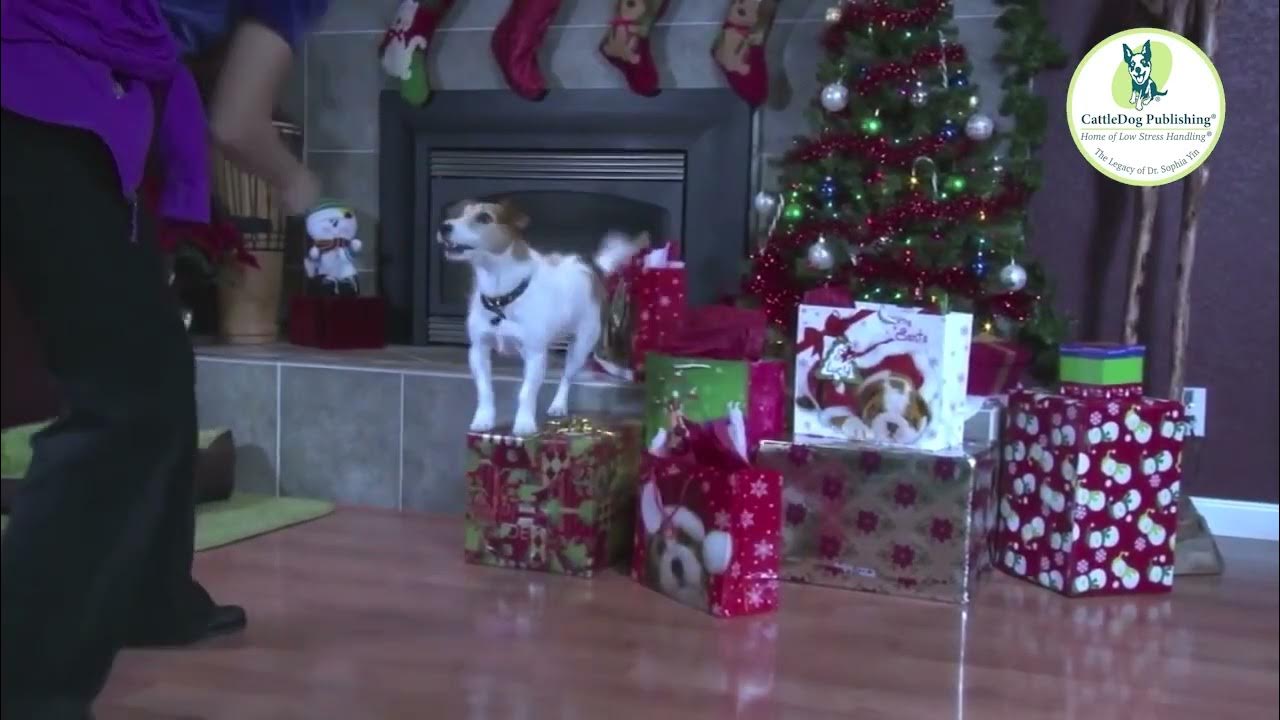 Behind the Scenes on "A Jack Russell Christmas" - YouTube