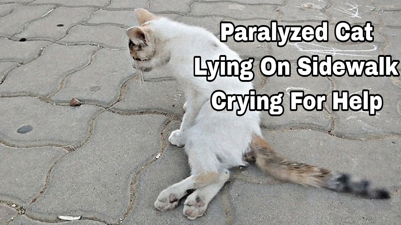 A Paralyzed Cat Lying On Sidewalk Crying For Help And No One Paid ...