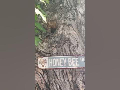 honey bee tree - YouTube