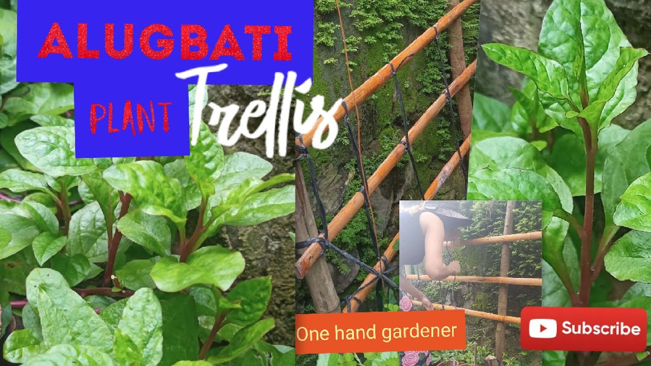 ALUGBATI Plant-Malabar Spinach/How to make trellis with one hand ...