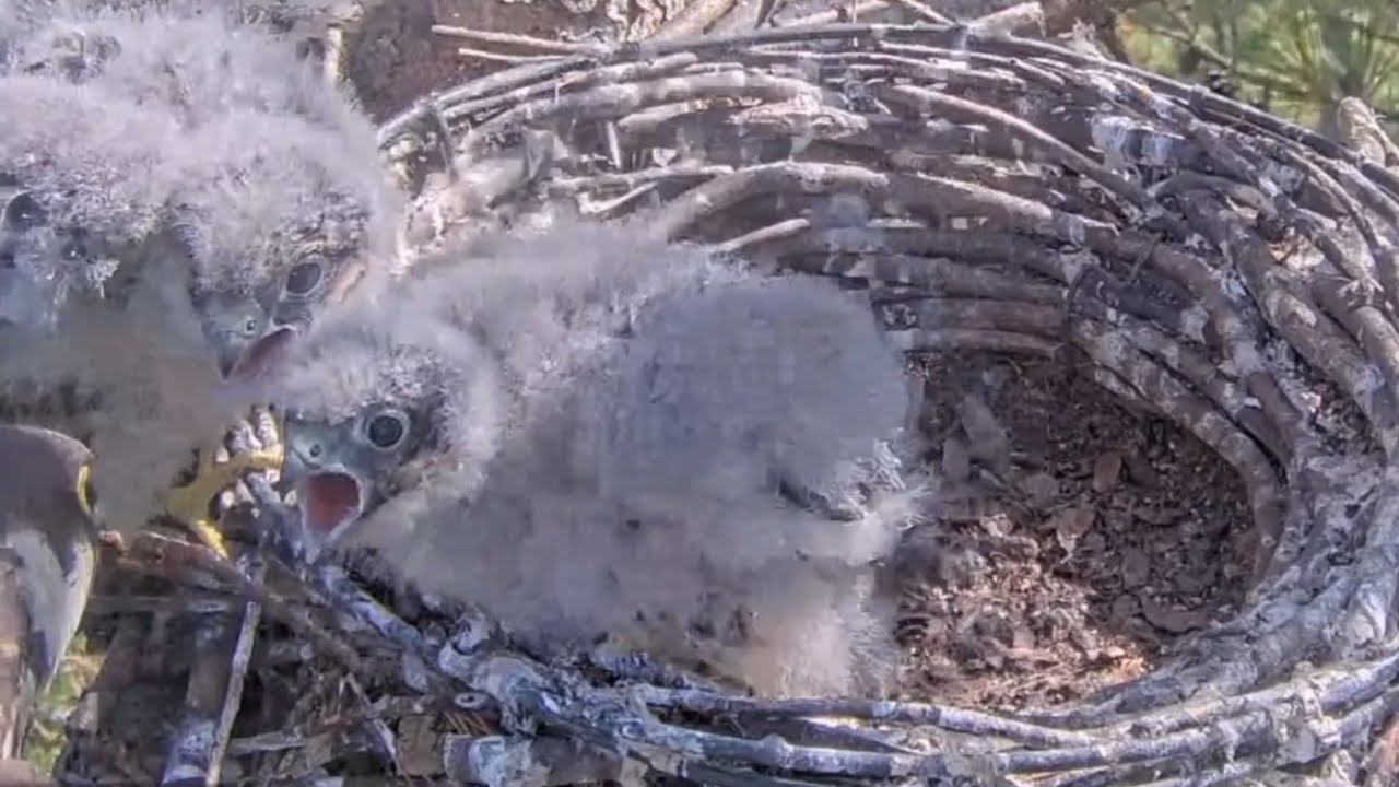 Small chick grab prey and eat it | Southern UK Hobby | Aug 10, 2025 ...
