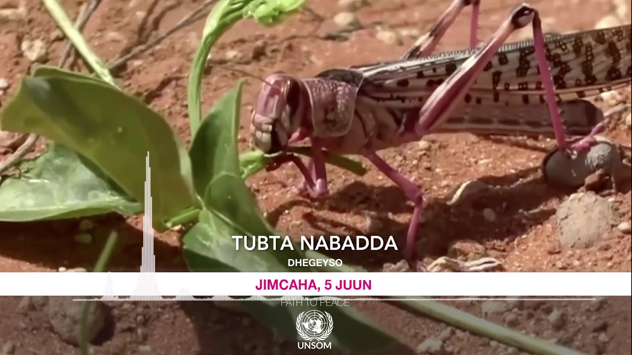 Tubta Nabadda | Episode 188 - YouTube