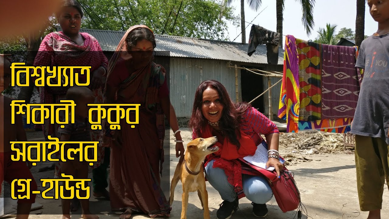 WORLD FAMOUS SARAIL’S HUNTER DOG GRAY HOUND | বিশ্বখ্যাত শিকারী কুকুর ...