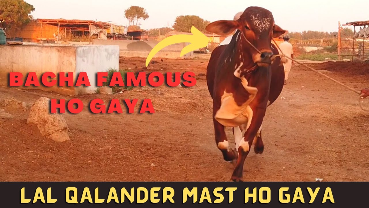 QALANDAR MAST HOGYA !!!🤩| FAMOUS BACHA 😎 | QALANDAR KA REVIEW HOGYA ...