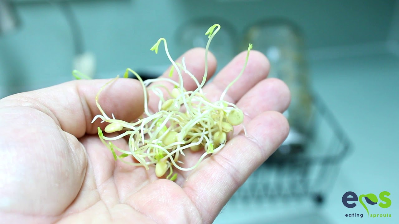 How to grow Lentils Sprouts - YouTube