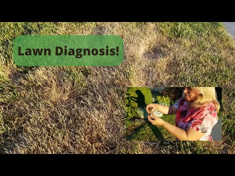 What is Wrong With My Lawn Easy Tips to Diagnose Lawn Issues - YouTube