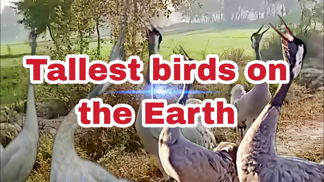 Life of crane birds as pet birds/crane bird sund #wildbirds # ...