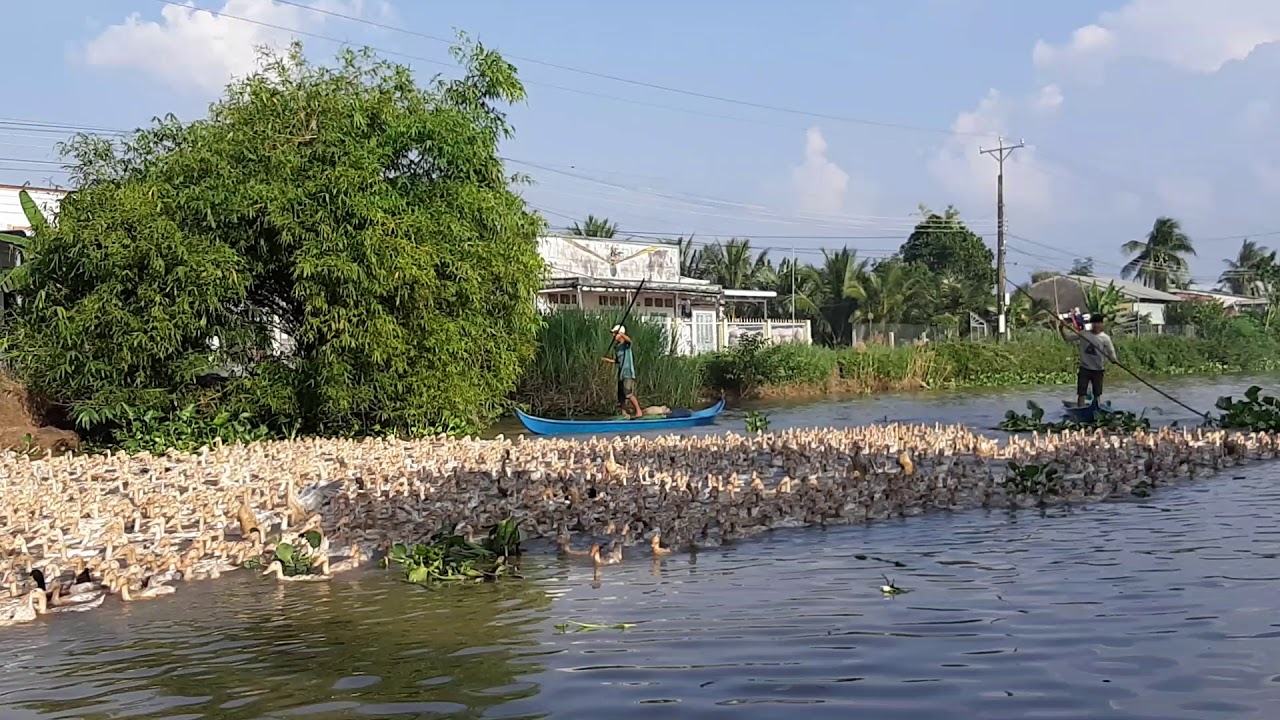 Incredible moment thousands of excited ducks pile into a river - YouTube