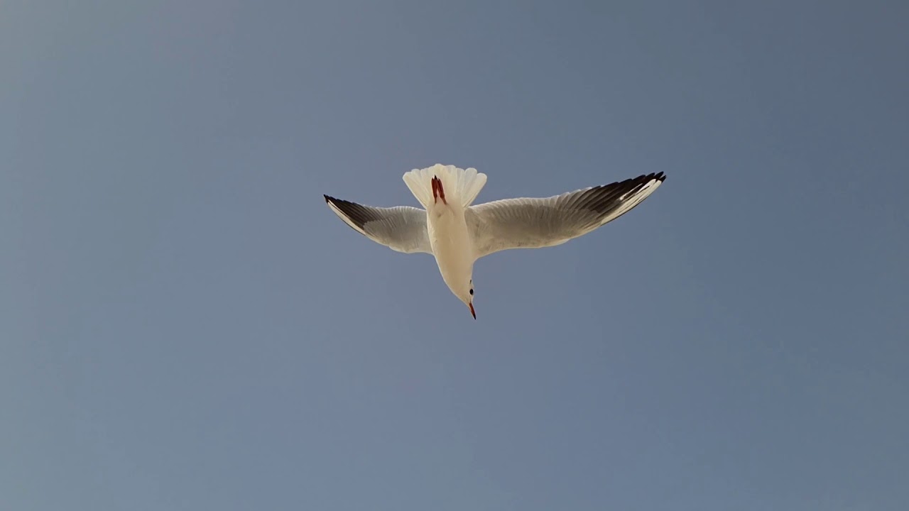 bird flying slow motion - YouTube