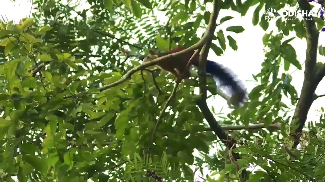 Most beautiful Odisha jangle.. - YouTube