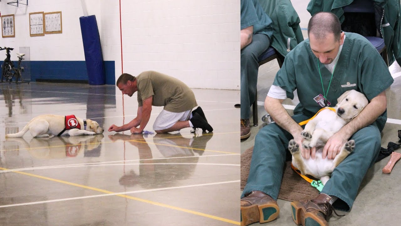 Inmates Find Purpose While Training Service Dog In Prison - YouTube