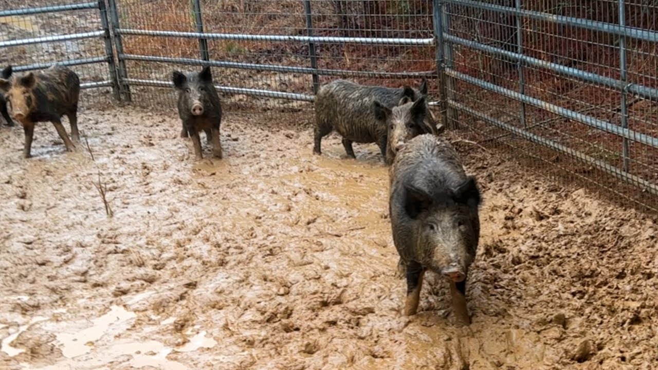 7 fat hogs to start off 2023 all donated Dubach Deer factory - YouTube