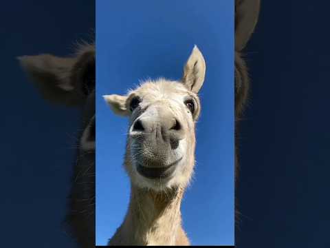 good morning #animals #hayvanlar #viral #shorts #lama #günaydın #goodmorning