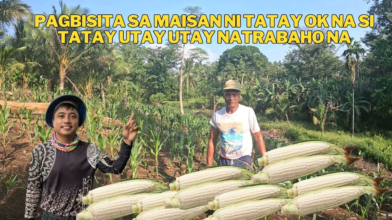 OK NA SI TATAY UTAY UTAY NA PAGPAPAWIS SA UMAGA UNANG ARAW NG ...