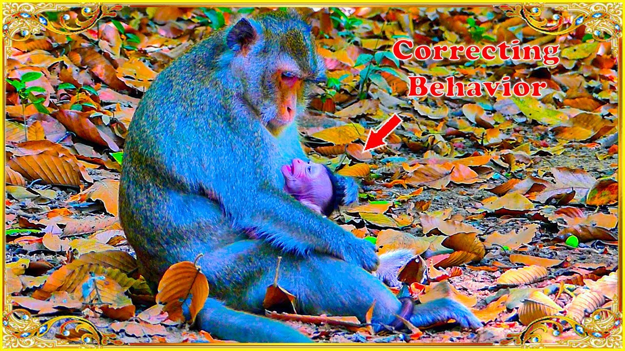 Mother...!! Monkey Anna Correcting Behavior To Baby Arian. - YouTube