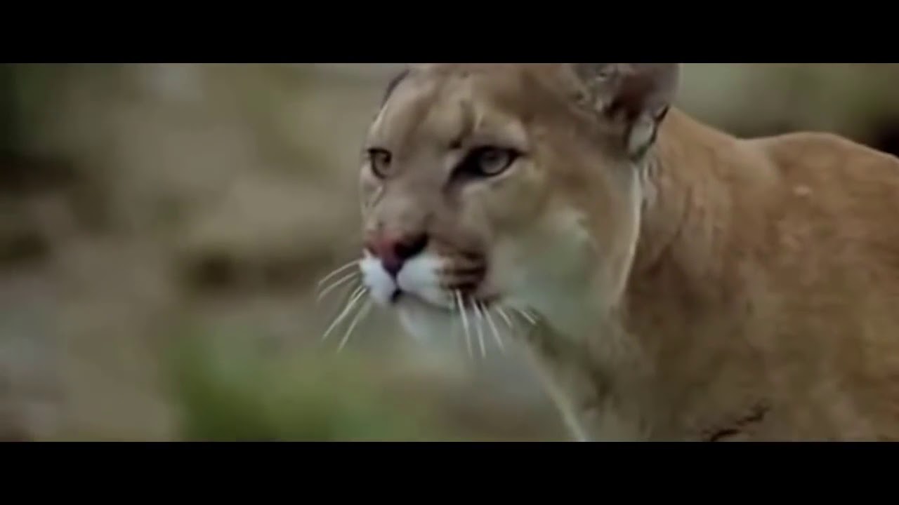 El Oso Y El Puma: nosotros y el diablo - YouTube