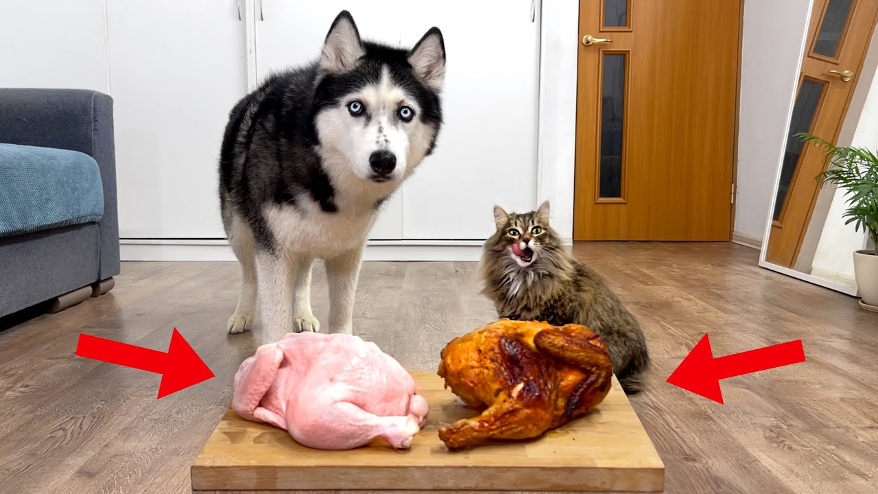 Raw or Cooked? Dogs and Cats' Unexpected Choice - YouTube
