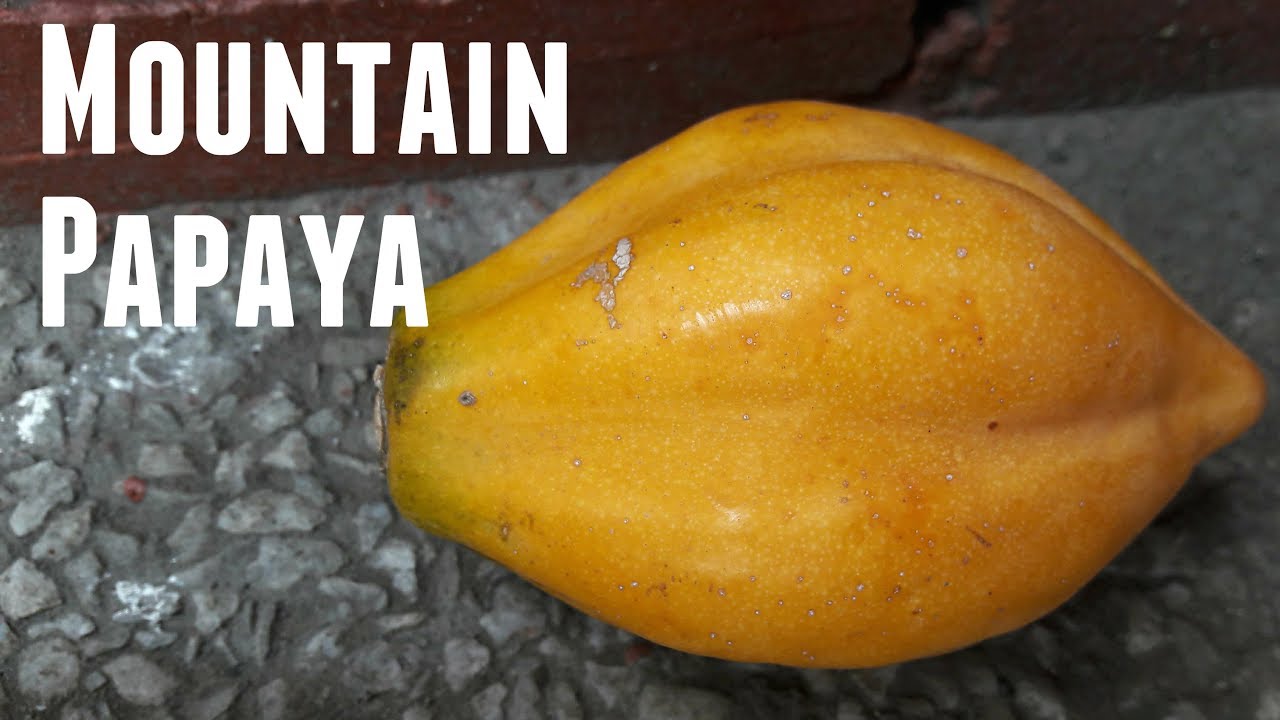 Mountain Papaya Review - Weird Fruit Explorer Ep. 217 - YouTube